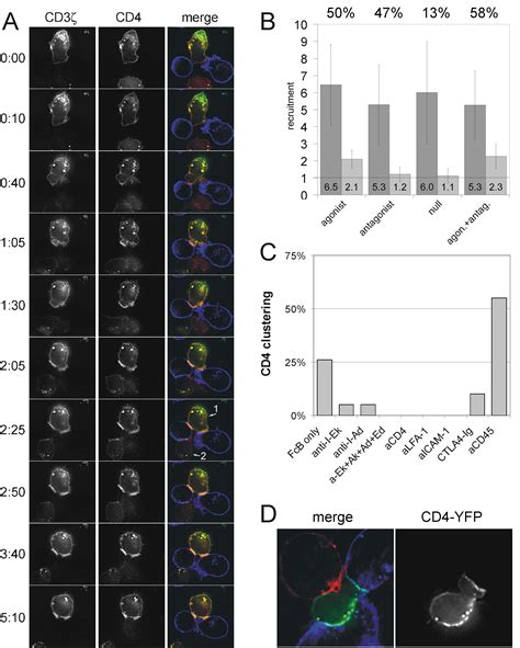 Inhibition Of T Cell Receptor Coreceptor Interactions By Antagonist Ligands Visualized By Live