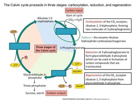 Calvin Cycle Dark Reaction Equation Steps Expii Images
