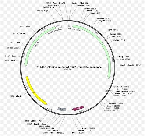 Plasmid Vector Diagram