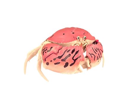 Premium Photo A Crab Miniature With Pink And Black Spots On Its Back