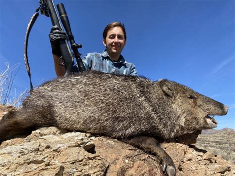 Arizona Guided Javelina Hunts Javelina Hunting Outfitters And Guides
