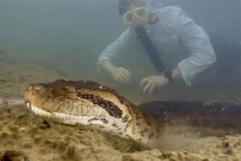 Видео Убиена најголемата анаконда во светот