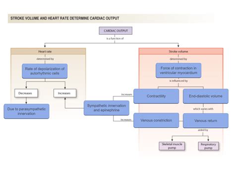 Stroke Volume And Heart Rate Determine Cardiac Output Solved Diagram