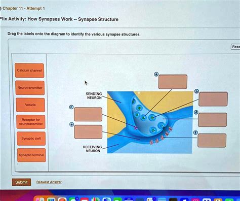 Chapter 11 Attempt 1 Flix Activity How Synapses Work Synapse Structure Drag The Labels Onto