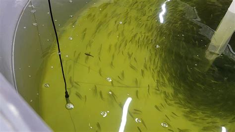 Faq About Dissolved Oxygen Sensor For Water Water Quality Sensors