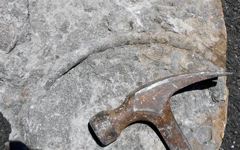 Crinoid Stem In Matrix Member Collections The Fossil Forum