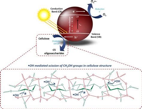 Proposed Photocatalytic Conversion Of α Cellulose Into C5 Oligosaccharides Download