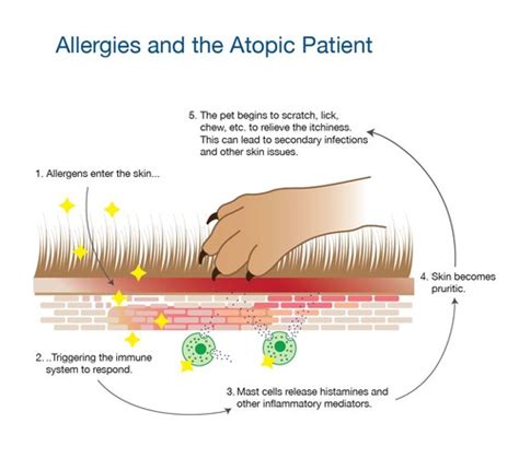Dechra Dermatology Challenge Flashcards Quizlet