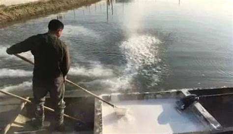 水产养殖中pH值对鱼类的影响有哪些 池塘 水体 水质