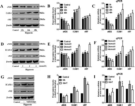 Hippurate Induces Endothelial Dysfunction Via Excessive Mitochondrial Download Scientific