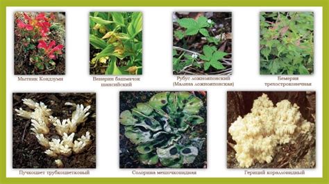 Сахалин на карте России Сахалинская область с городами Где находится остров климат и описание