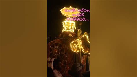 නිදහස් දවසෙත් මේ සතුන් හිර කරන් ඉන්න එක ගැන කතා කරන්න කවුරුවත් නෑ Youtube