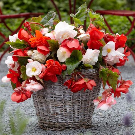 Begonia Upright Double Odorata White And Red 6 Count Longfield Gardens