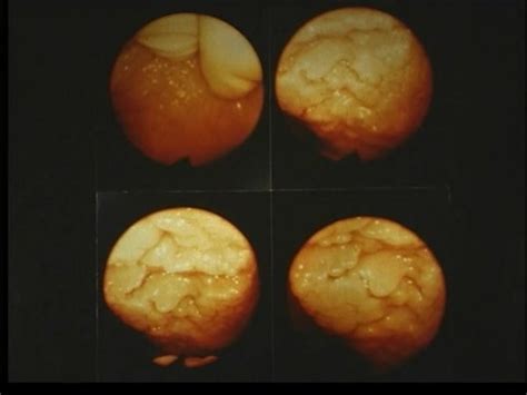 The Amazing G Spot And Female Ejaculation By Access Instructional Media