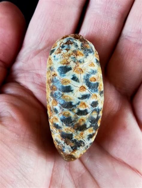 Fossil Plant With Exceptional Preservation Reproductive Catawiki