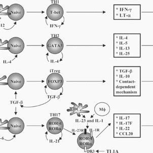 Differentiation of T helper cell subsets Naïve CD4 T cells upon
