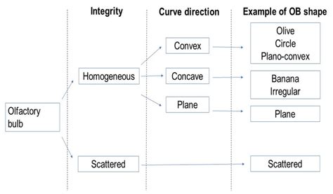 Classification Of Ob Shapes Download Scientific Diagram