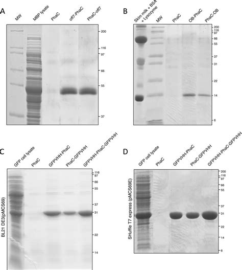 A Use Of Darpin Based Pha Beads For The Purification Of Mbp From Download Scientific Diagram
