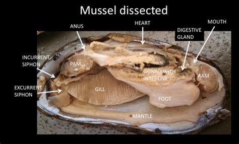 Clam Dissection Labeled