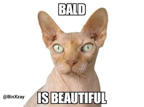 Bald Is Beautiful Funny Sphynx Cat Meme Sphynx Cat With Humorous Text