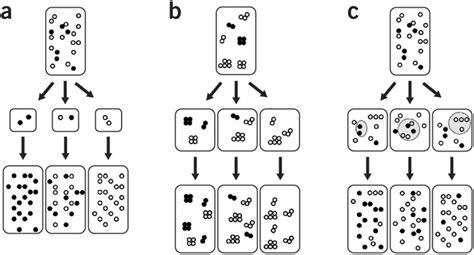 Models For Rapid Mtdna Segregation Resulting From Low Segregation Unit