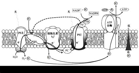 光反应过程中的光合电子传递链主要由光系统Ⅱ（psⅡ）、细胞色素b6f和光系统Ⅰ（psⅠ）等光合复合体组成。研究发现，植物体内至少存在线性电子传递和环式电子传递两条途径，如 百度教育
