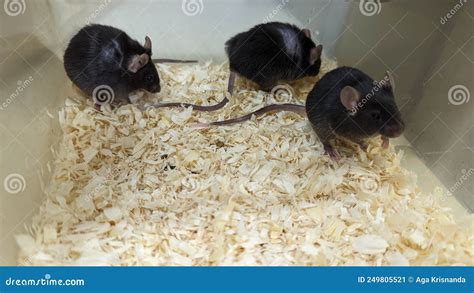 Laboratory Mouse Mice Rat Research Experiment Stock Image Image Of