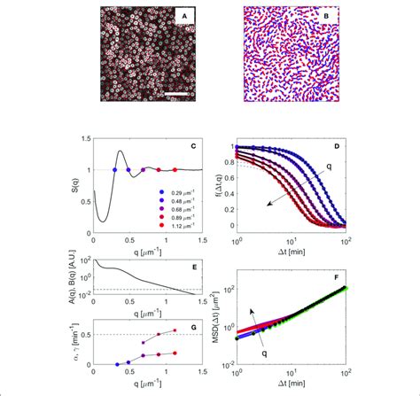 A Representative Wide Field Fluorescence Microscopy Image Of A Download Scientific Diagram
