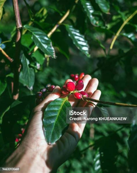 농업인의 손에 의해 커피 열매를 수확 손으로 숙성 된 붉은 커피 콩 농부 신선한 커피 레드 베리 가지 커피 나무에 농업 아라비카