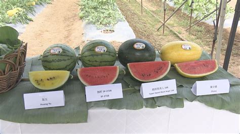 漁護署周四舉行本地有機西瓜節 推介四款特色西瓜品種 Now 新聞