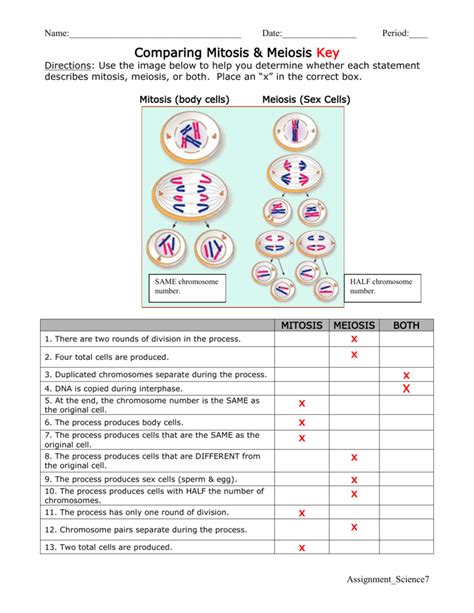 Comparing Mitosis And Meiosis Worksheet Key 651825 Free Worksheets