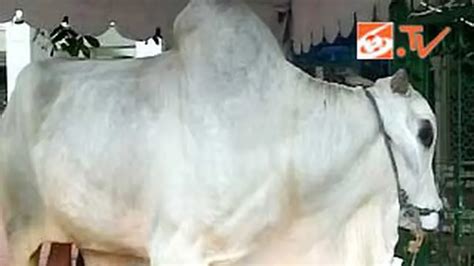 Sapi Kurban Sby Jadi Obyek Foto Jemaah News