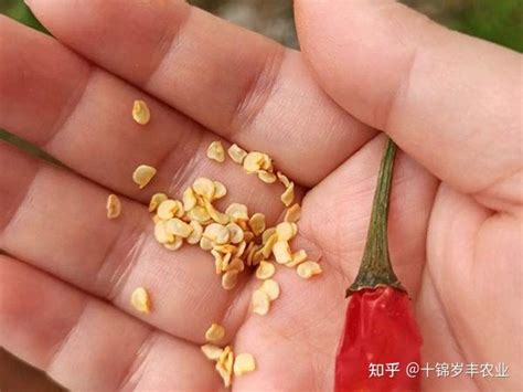 辣椒种子催芽的方法和注意事项 知乎
