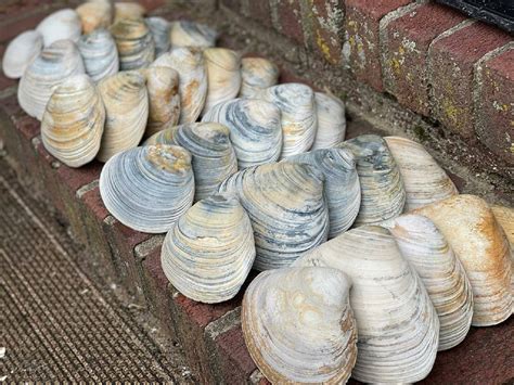 Xl Sea Clam Shells 3 Etsy