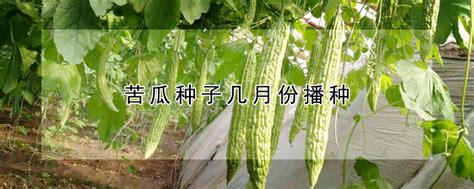 苦瓜种子几月份播种 发财农业网