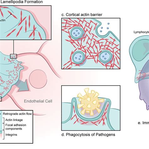 Critical Functions Of Branched Actin In Immune Cells A Sheets Of