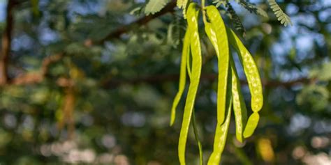 How To Grow Prosopis Cineraria