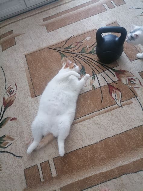 Пушистая гиря котэ прикольные картинки с кошками смешные картинки и другие приколы