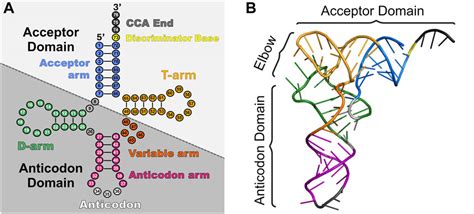 Transfer Rna Diagram Explainer What Is Rna