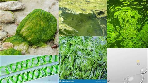 Process Of Budding Fragmentation And Spore Formation Class Vii Reproduction In Plants