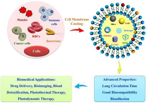 Cell Membrane As Coating Materials To Better Surface Engineering Of