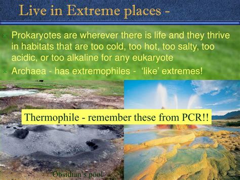 Ppt Chapter 27 Prokaryotes And The Origins Of Metabolic Diversity Powerpoint Presentation Id