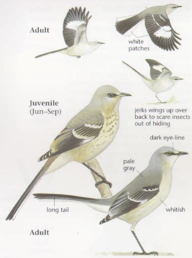 Northern Mockingbird