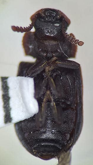 Unknown Bugguide Net