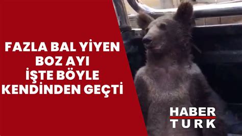 Fazla Bal Yiyen Ayı Kendinden Geçti Youtube
