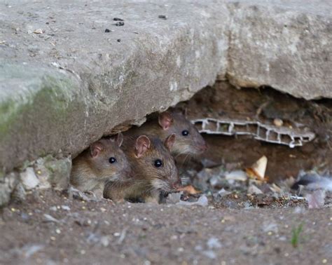 Do Rats Travel Alone Photos