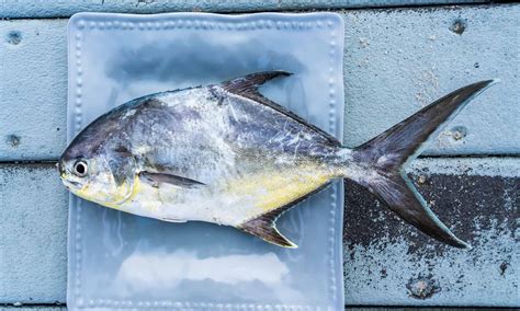 Pompano Fish Facts A Z Animals