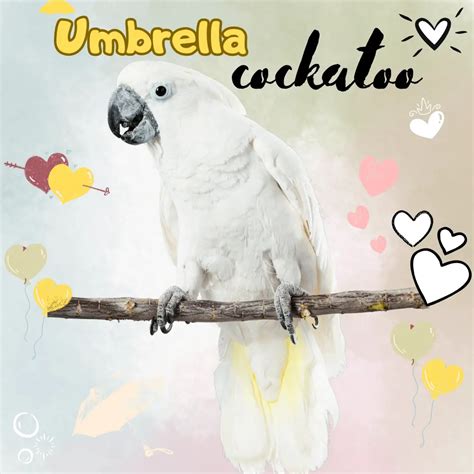 Umbrella Cockatoo White Cockatoo Habitat Personality Food And Care