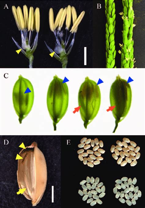 Spw1 Cls With Elongate Functionless Lodicules No Flower Opening And Download Scientific
