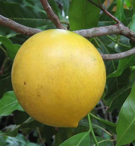 Abiu Fruit Pouteria Caimito Elanthalir Nursery Garden